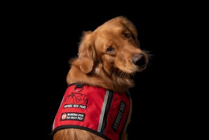 Psychiatric Service Dogs – Partners with Paws