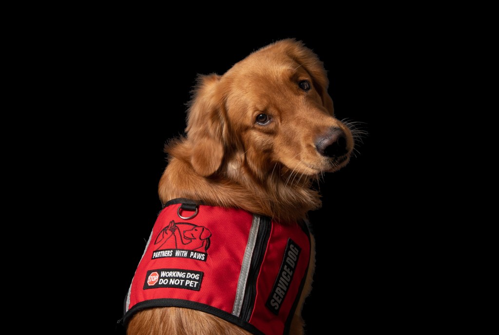 Psychiatric Service Dogs – Partners with Paws