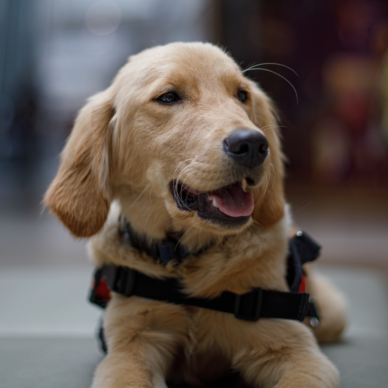 We NEED YOUR Help! – Partners with Paws