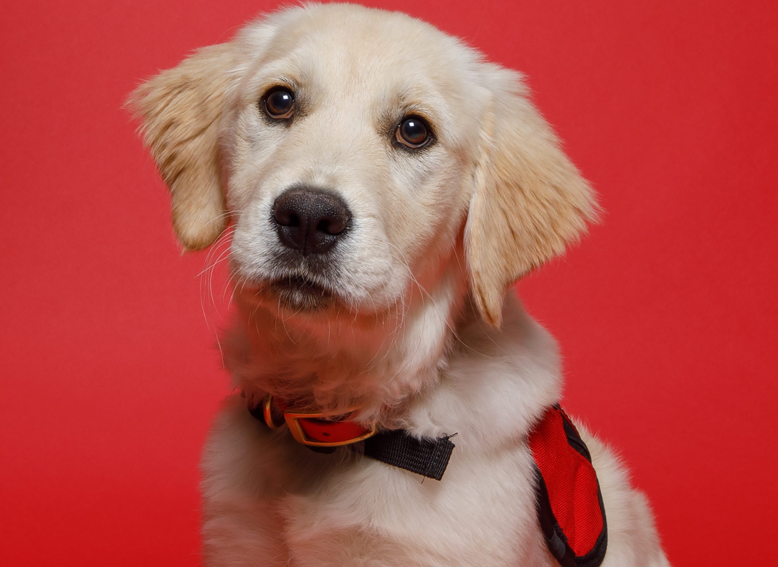 New Recruits – Partners with Paws